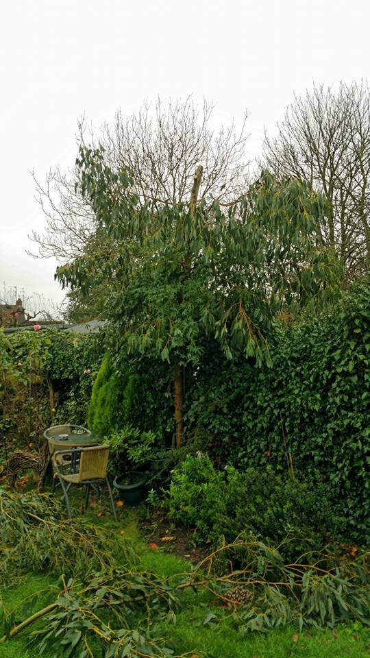 tree 2 – Sam the Man